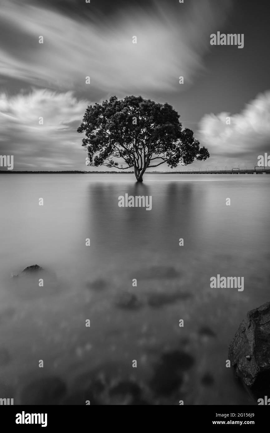 The Brighton Tree Stock Photo - Alamy