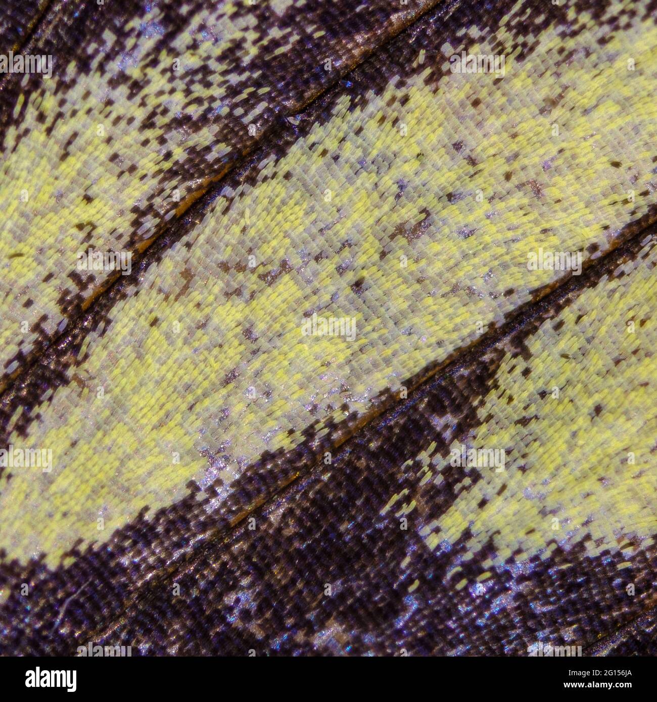 Butterfly Wing Details High Resolution Stock Photography and Images - Alamy