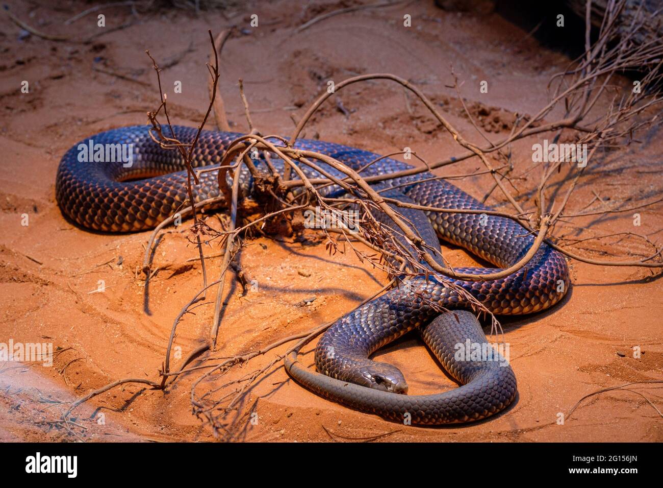 Tiger snake australia hi-res stock photography and images - Alamy