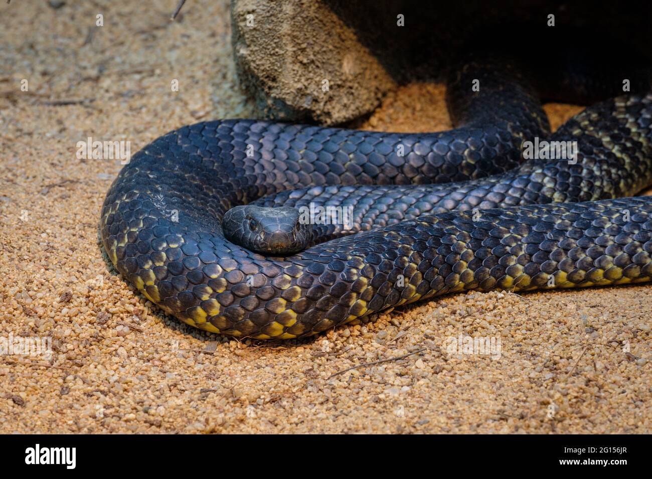 Tiger snake australia hi-res stock photography and images - Alamy