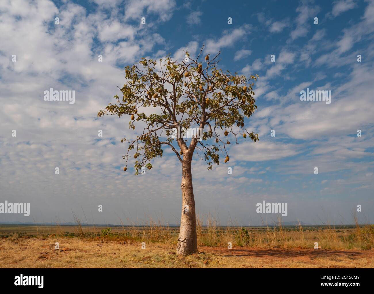 Boab tree hi-res stock photography and images - Alamy