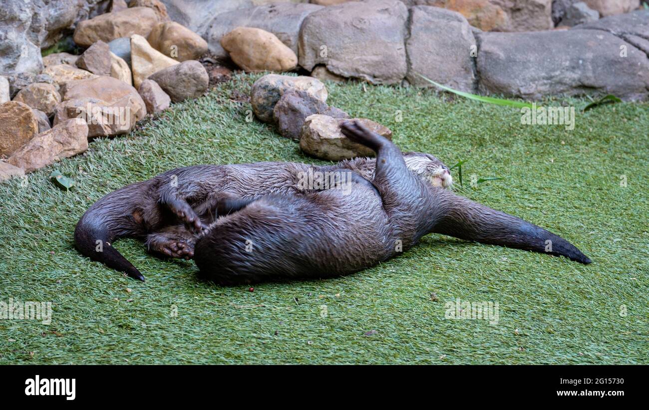 Australian otter hi-res stock photography and images - Alamy