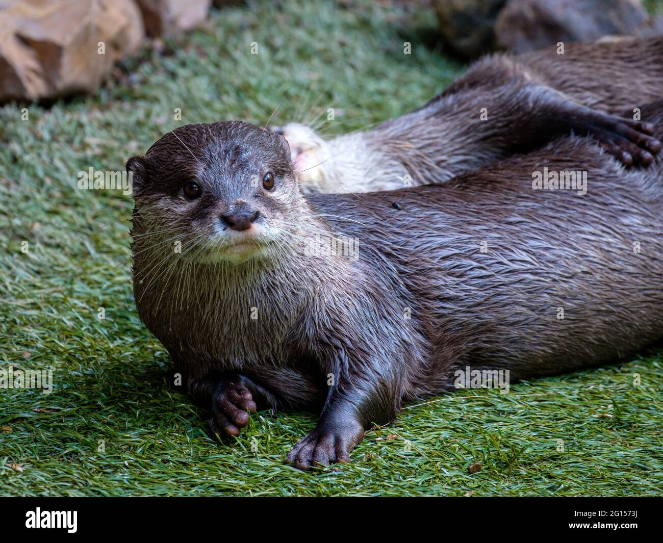 Australian otter hi-res stock photography and images - Alamy