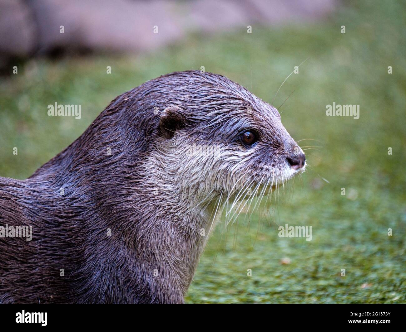 Australian otter hi-res stock photography and images - Alamy