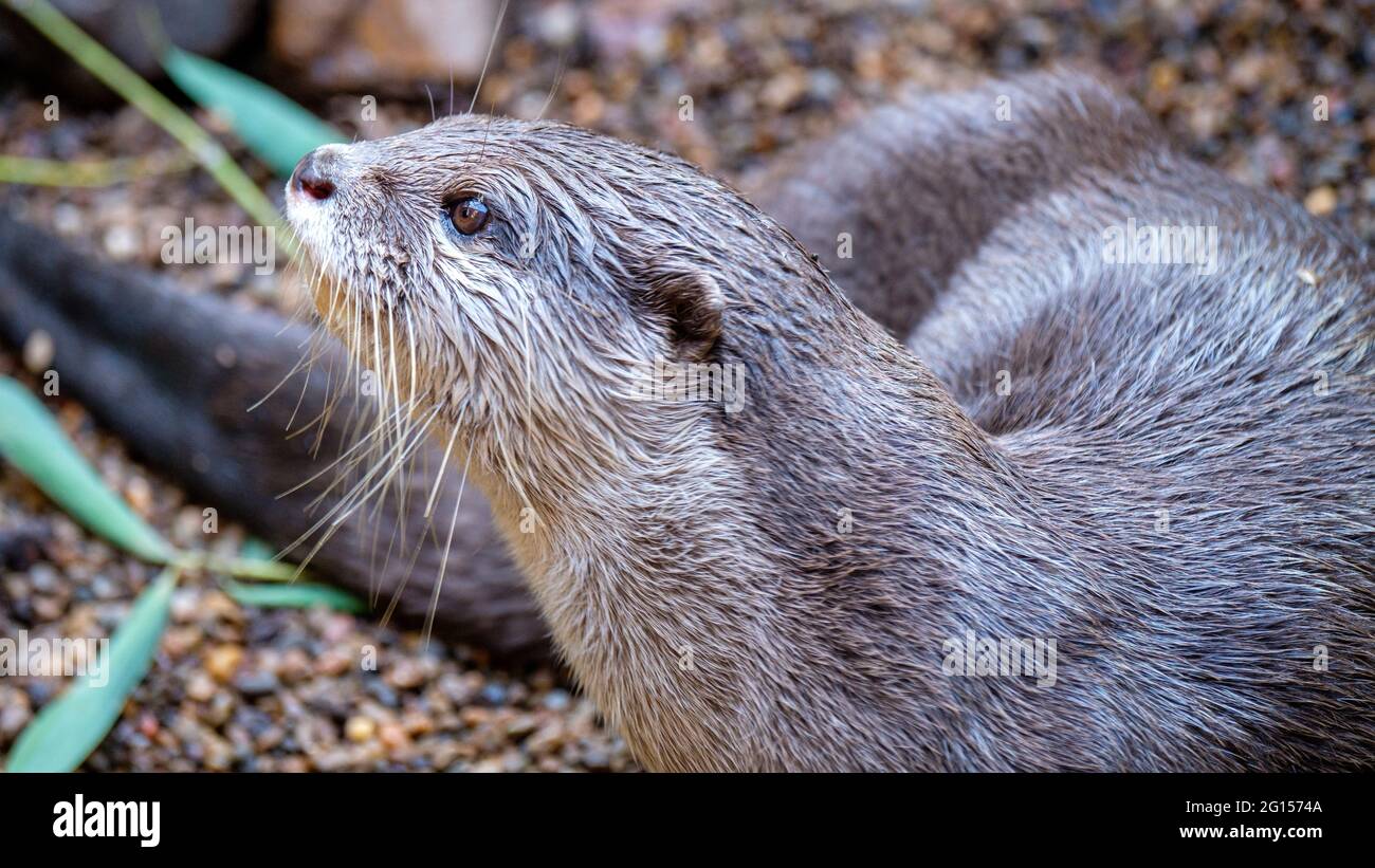 Australian otter hi-res stock photography and images - Alamy