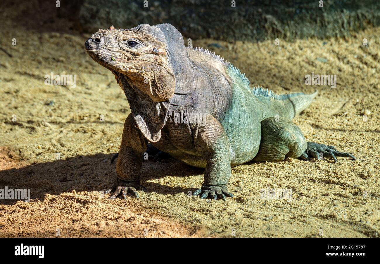 A day at Australia Zoo Stock Photo - Alamy
