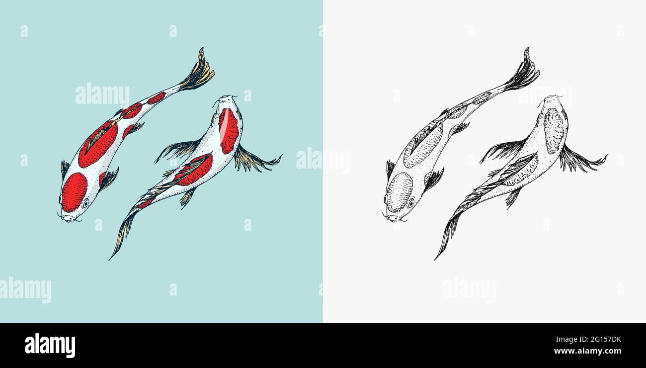 Koi carp, Japanese fish. Korean animal. Engraved hand drawn line art ...