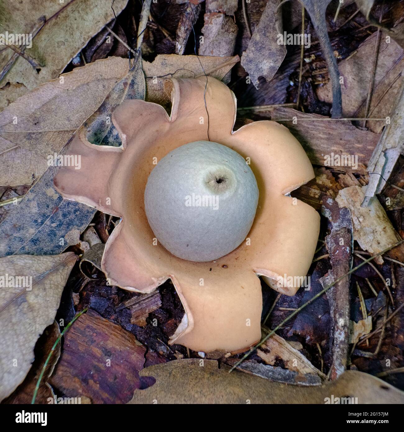 Geastrum sp. "Earth Star" - On the Twin Falls walk Stock Photo - Alamy