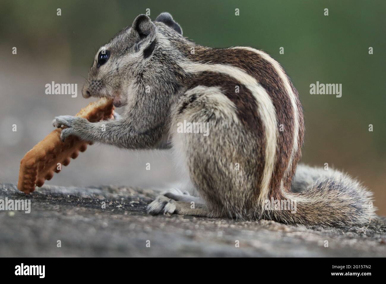 Closeup shot of an adorable gray chipmunk eating a cookie standing on ...