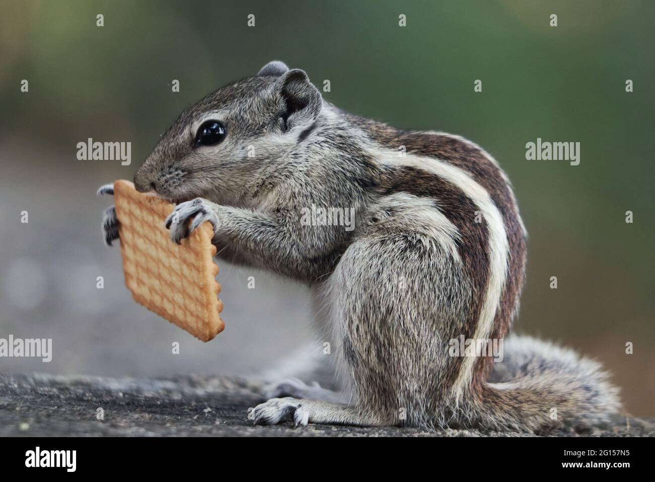 Closeup shot of an adorable gray chipmunk eating a cookie standing on ...