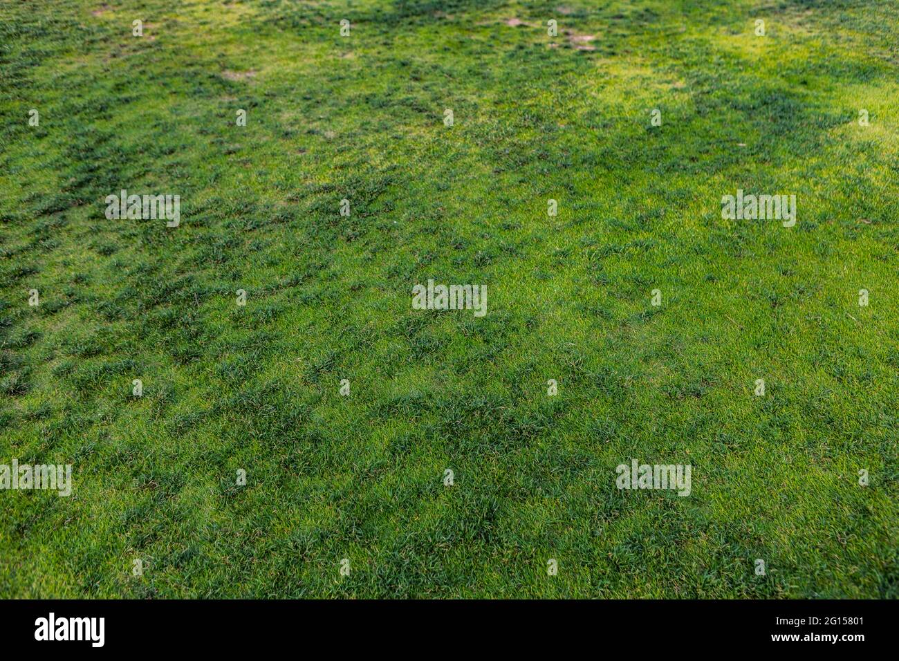 Top view of bright green grass texture background Stock Photo - Alamy