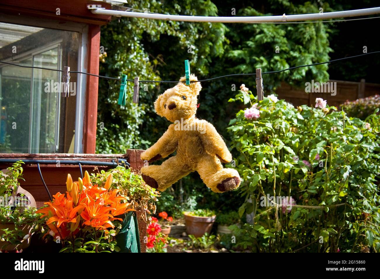 Teddy Bear hung out to dry Stock Photo - Alamy