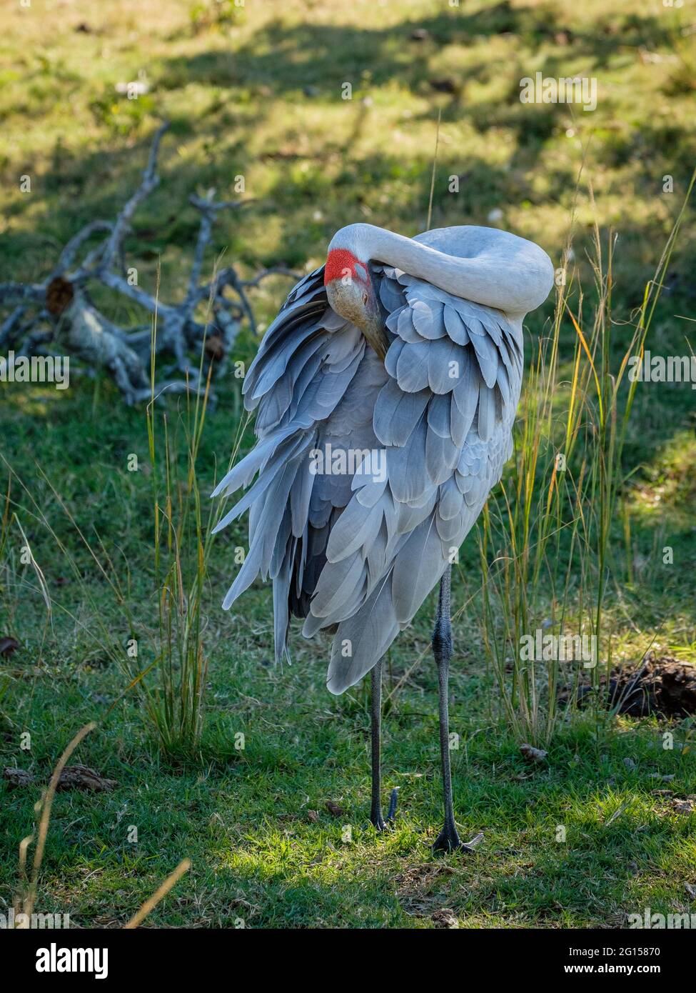 Brolga at Dohles Rocks Stock Photo - Alamy