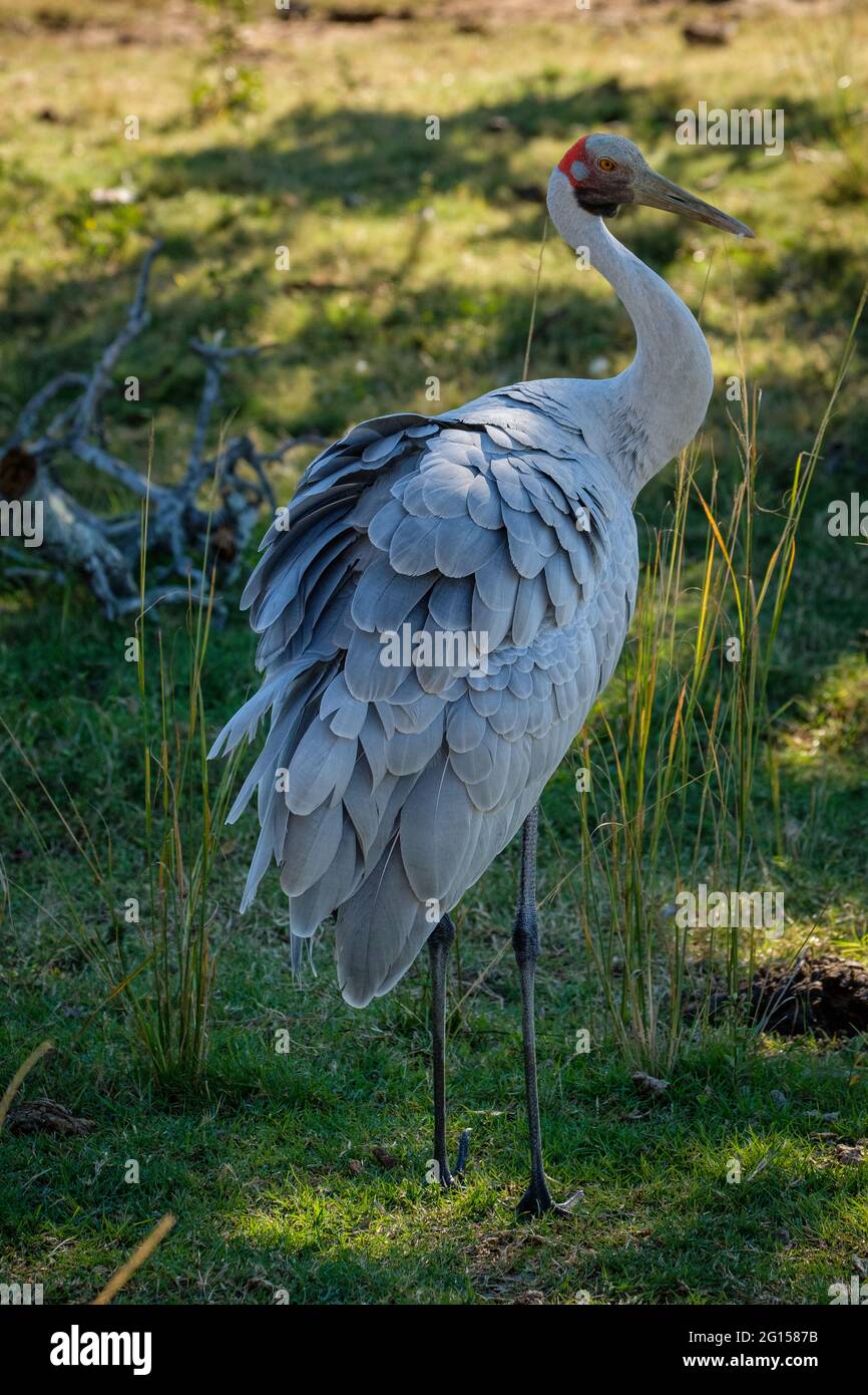 Native to australia the brolga hi-res stock photography and images - Alamy