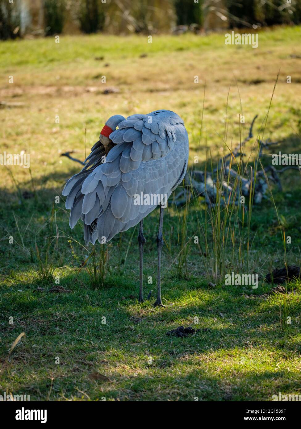 Brolga at Dohles Rocks Stock Photo - Alamy