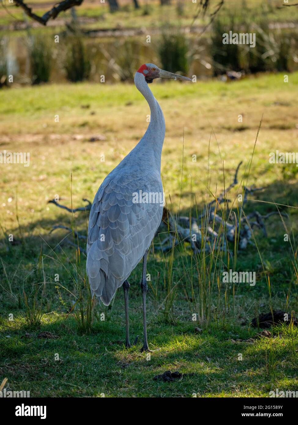 Brolga at Dohles Rocks Stock Photo - Alamy