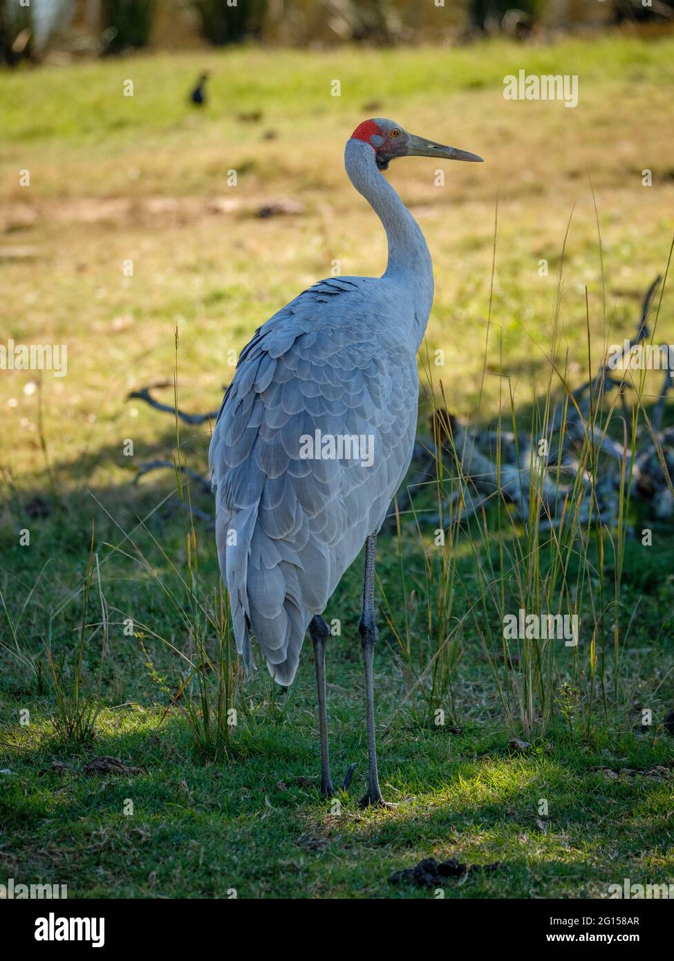 Brolga at Dohles Rocks Stock Photo - Alamy