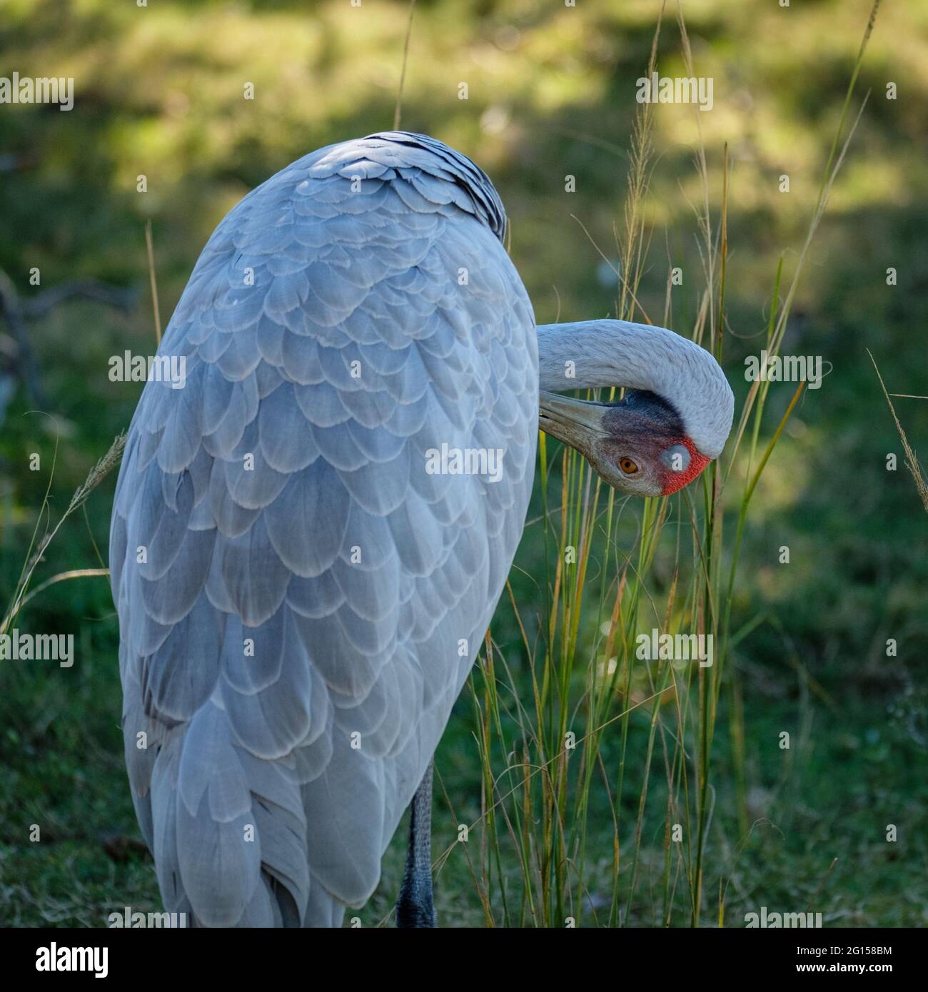 Australian brolga hi-res stock photography and images - Alamy