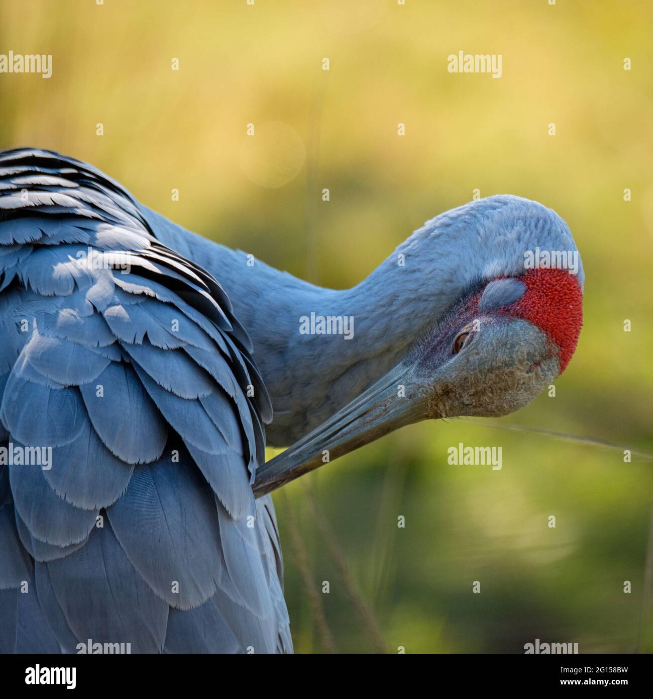 Native to australia the brolga hi-res stock photography and images - Alamy