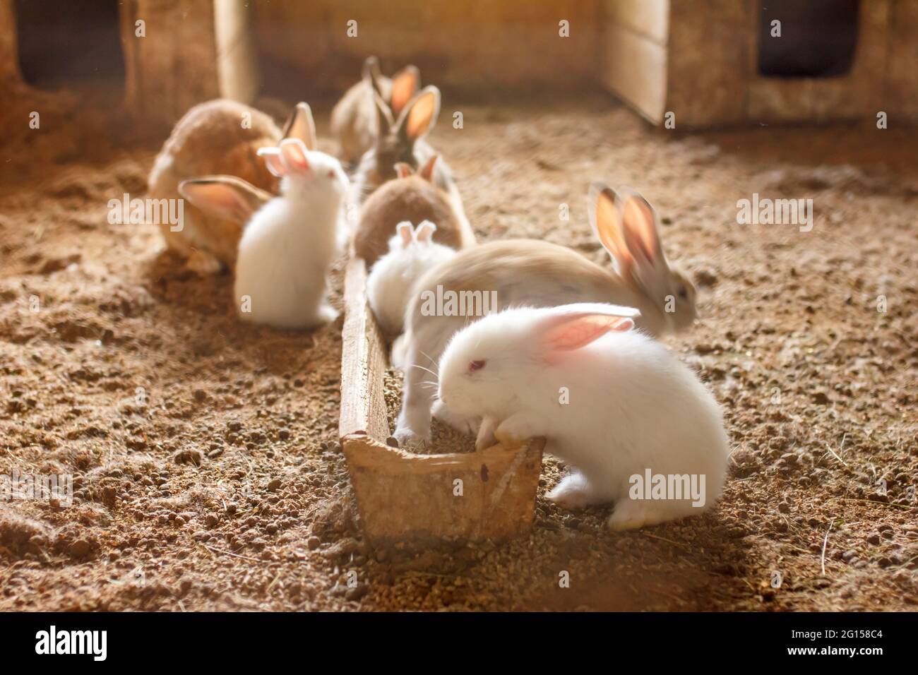 rabbits on the farm in the aviary Stock Photo - Alamy