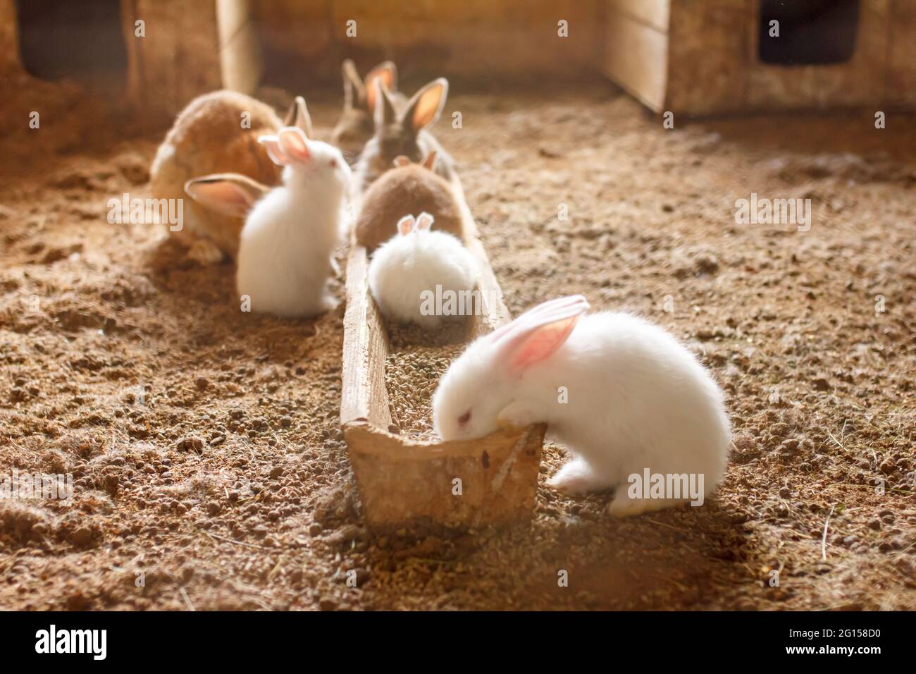 rabbits on the farm in the aviary Stock Photo - Alamy
