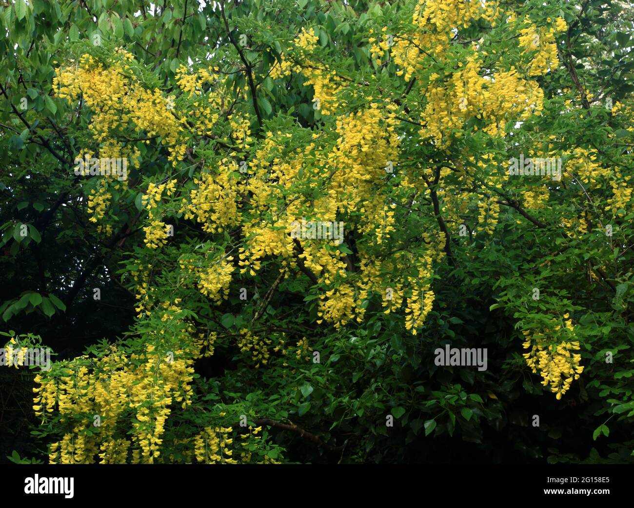 Laburnum x vossii 'Watereri' Stock Photo - Alamy