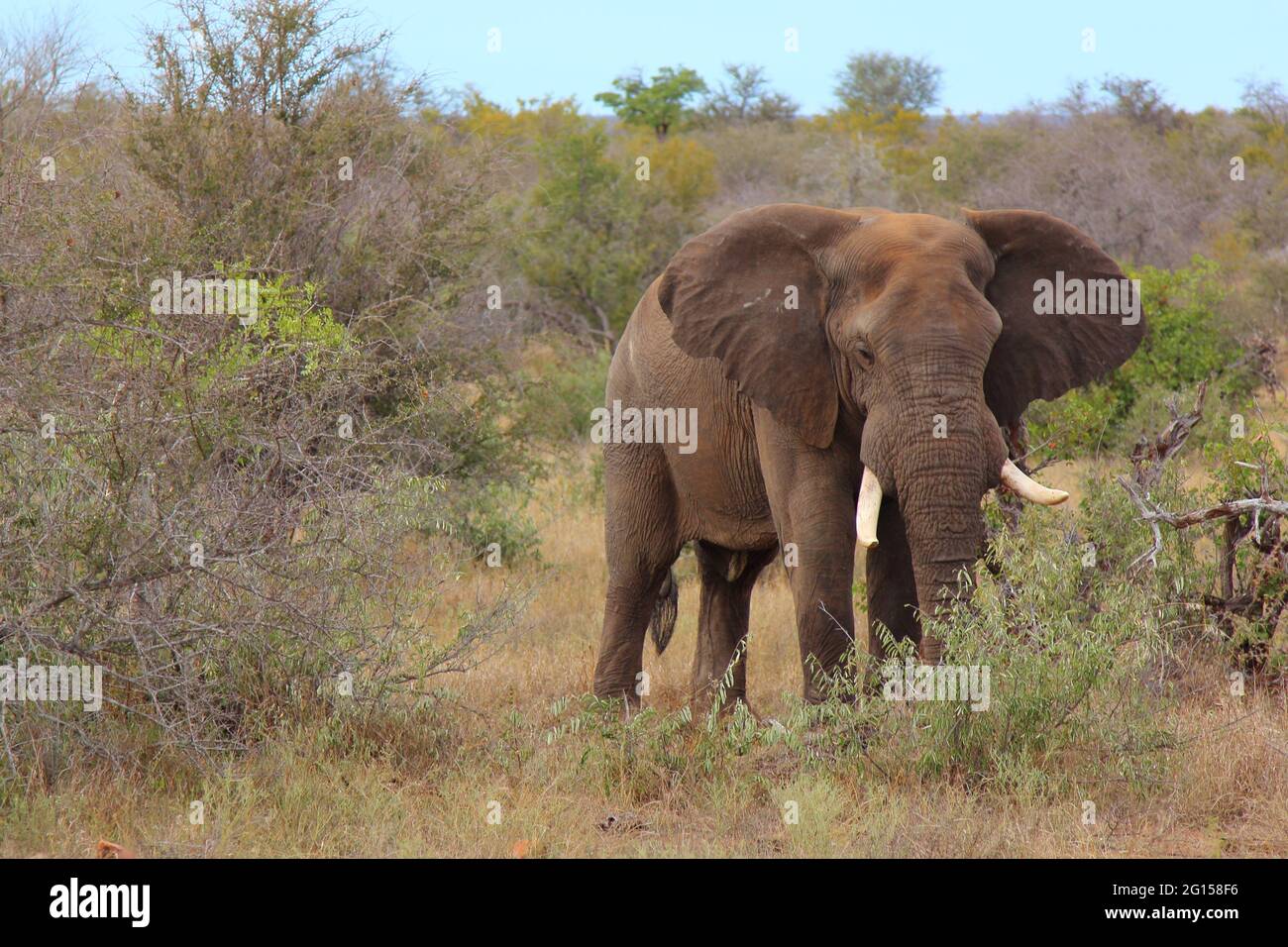 Afrikanischer Elefant / African elephant / Loxodonta africana Stock ...