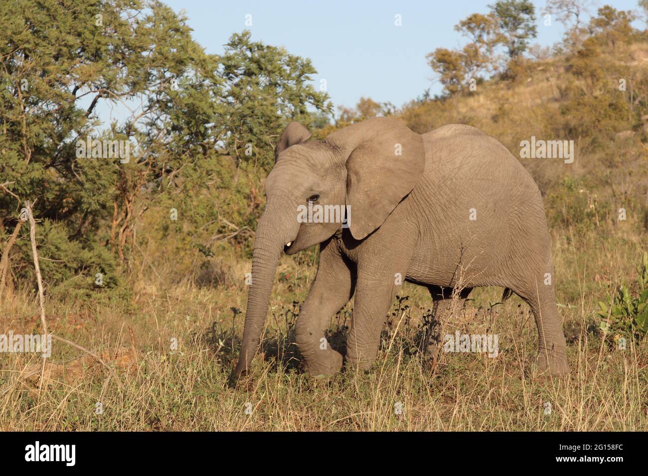 Afrikanischer Elefant / African elephant / Loxodonta africana Stock ...