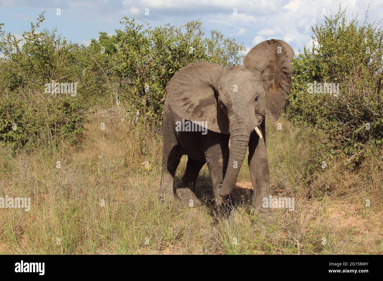 Afrikanischer Elefant / African elephant / Loxodonta africana Stock ...
