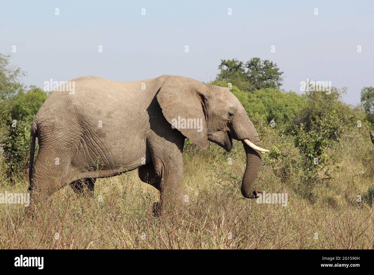 Afrikanischer Elefant / African elephant / Loxodonta africana Stock ...