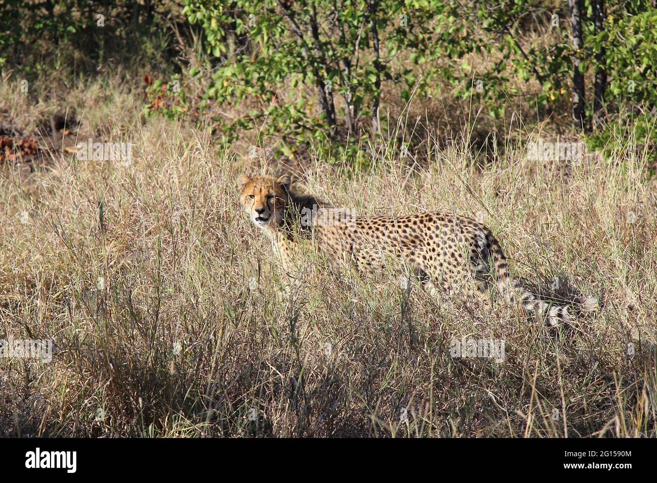 Gepard / Cheetah / Acinonyx jubatus Stock Photo - Alamy
