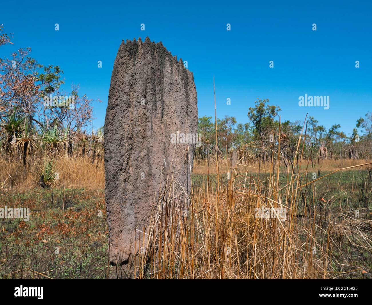 Magnetic termite australia hi-res stock photography and images - Alamy