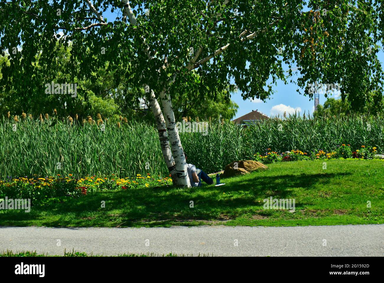 Man sitting under tree reading hi-res stock photography and images - Alamy