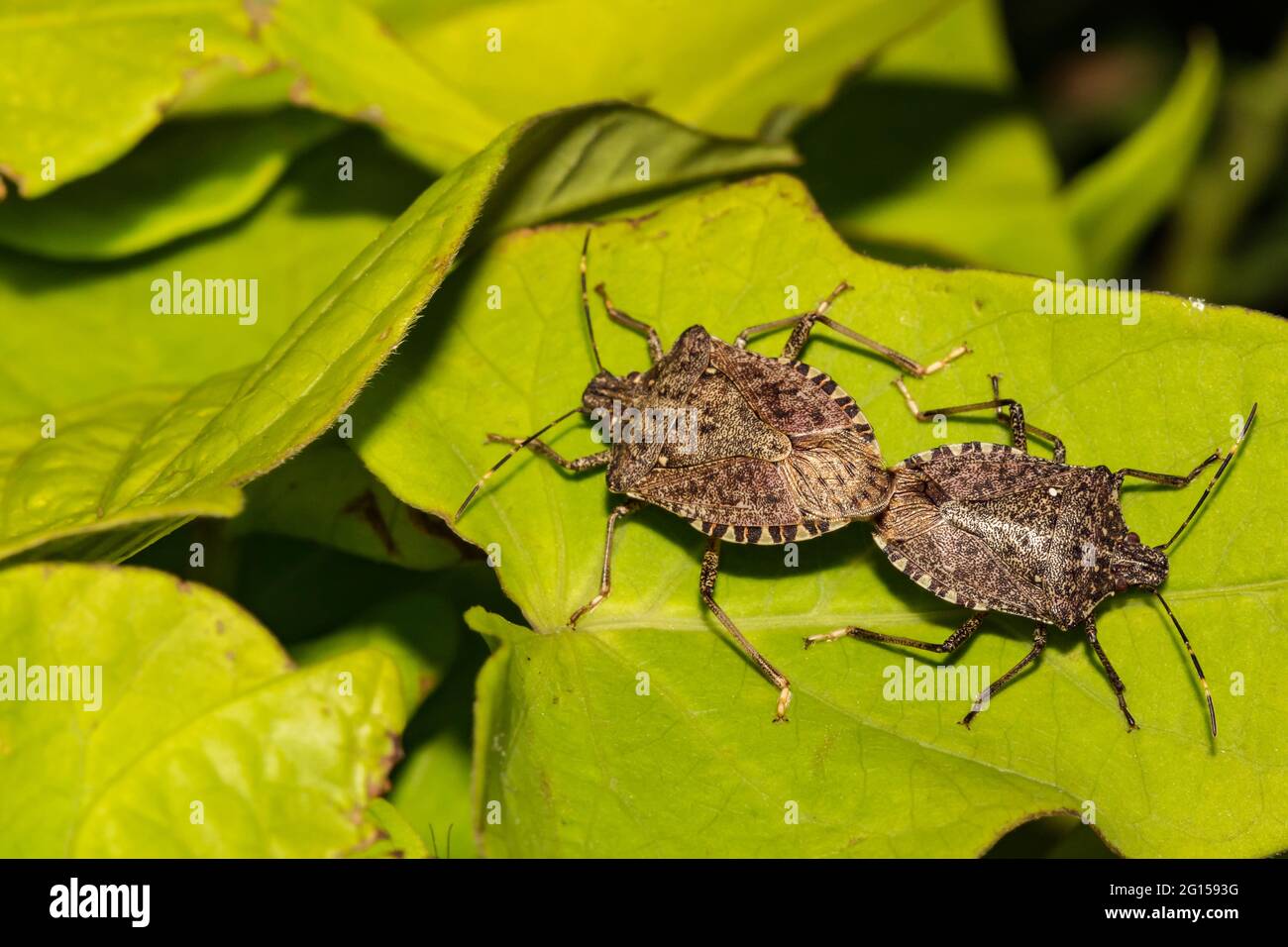 Brown Marmorated Stink Bugs Mating Stock Photo - Alamy