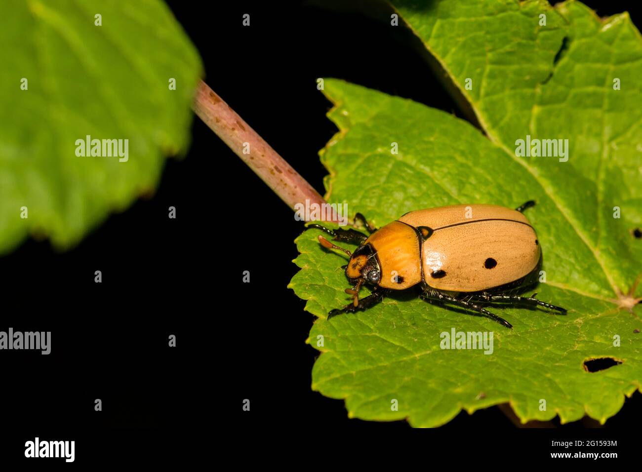 Grapevine Beetle (Pelidnota punctata Stock Photo - Alamy