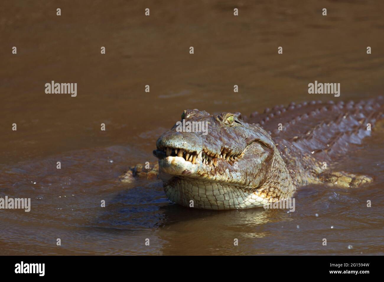 Nilkrokodil / Nile crocodile / Crocodylus niloticus Stock Photo - Alamy