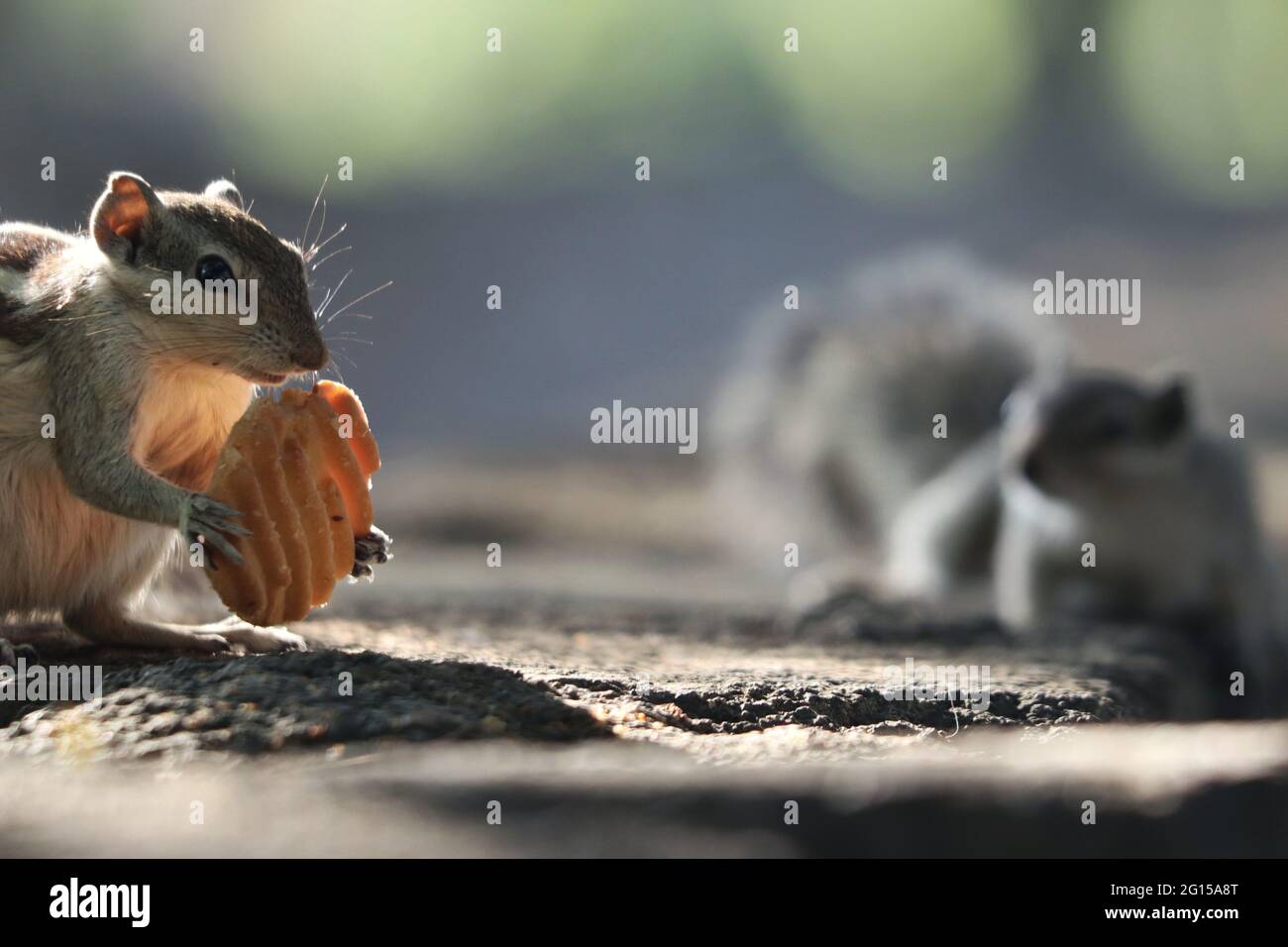 Selective focus shot of adorable gray chipmunks eating a cookie ...