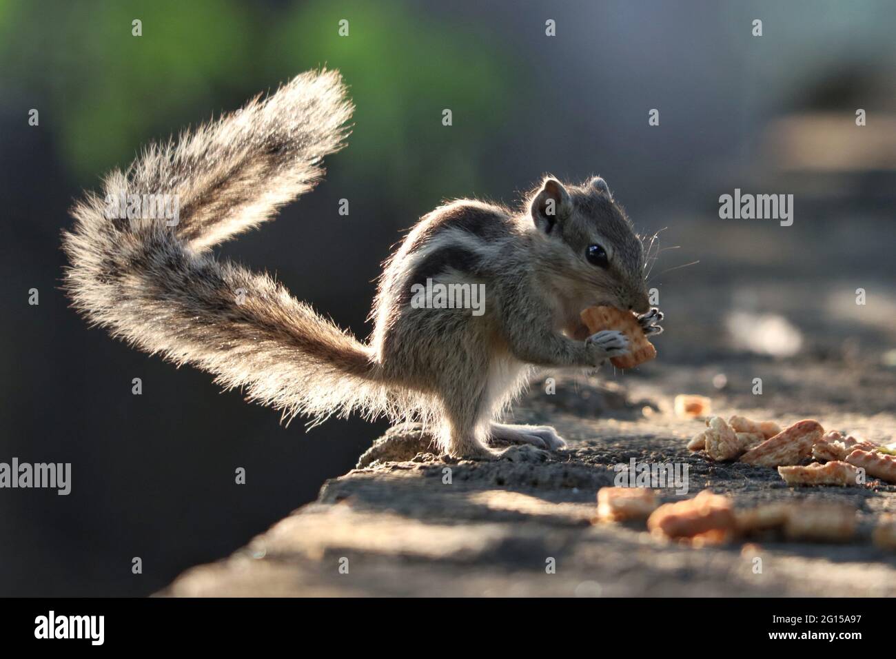 Portrait of an adorable gray chipmunk eating a cookie standing on the ...