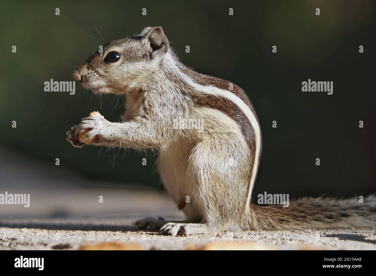 Portrait of an adorable gray chipmunk eating a cookie standing on hind ...