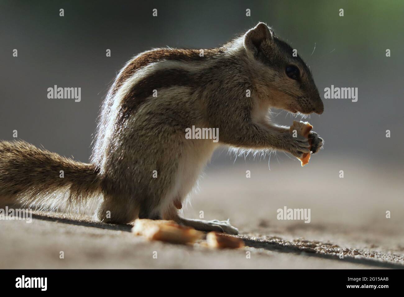 Portrait of an adorable gray chipmunk eating a cookie standing on hind ...