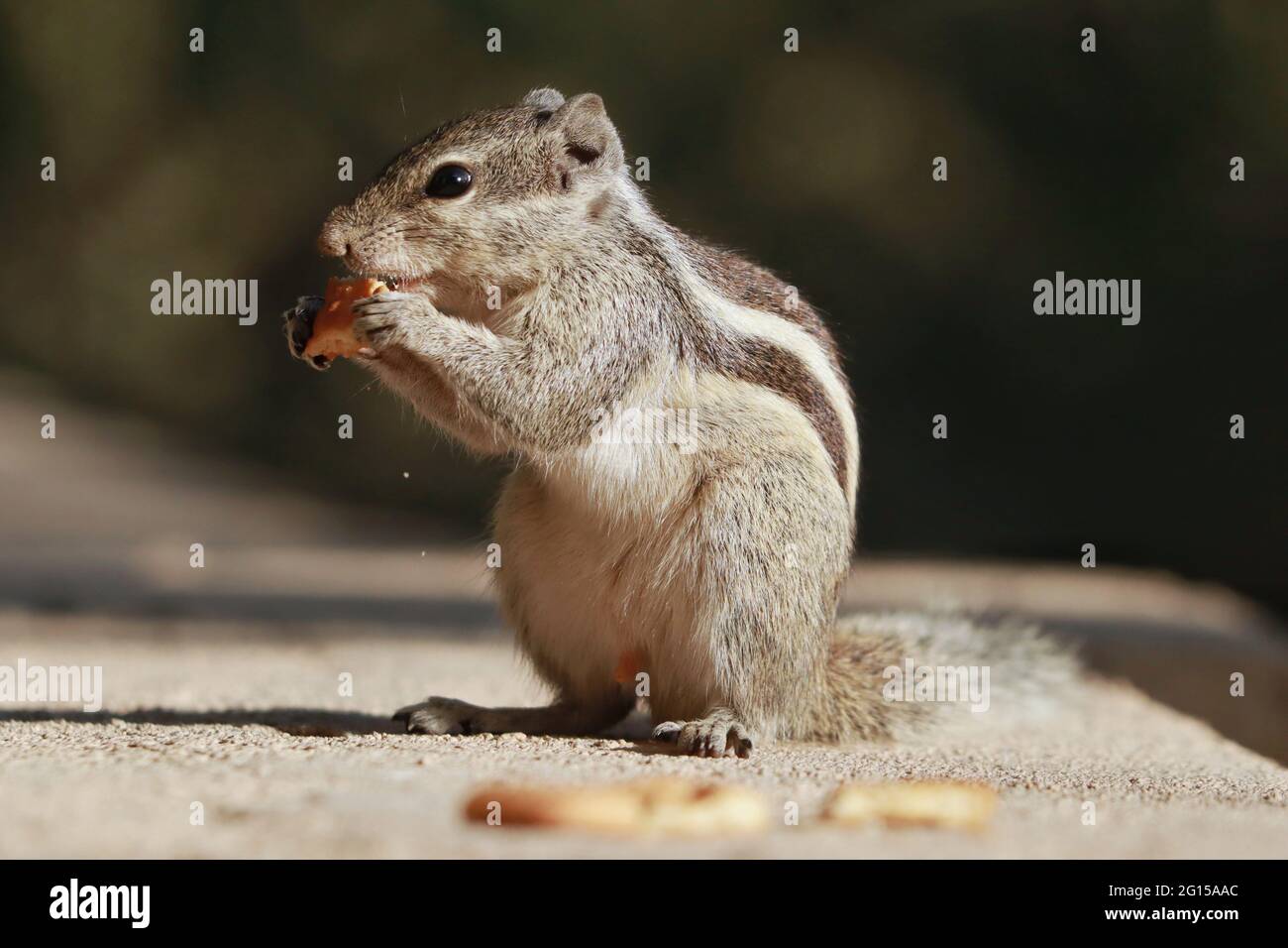 Portrait of an adorable gray chipmunk eating a cookie standing on hind ...