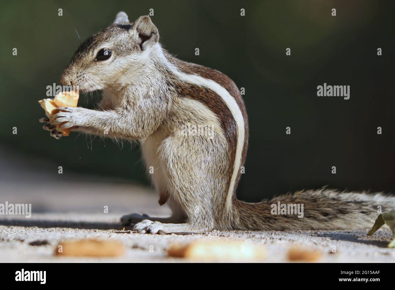 Portrait of an adorable gray chipmunk eating a cookie standing on hind ...