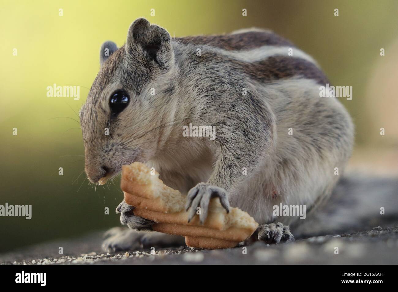 Closeup shot of an adorable gray chipmunk eating a cookie standing on ...