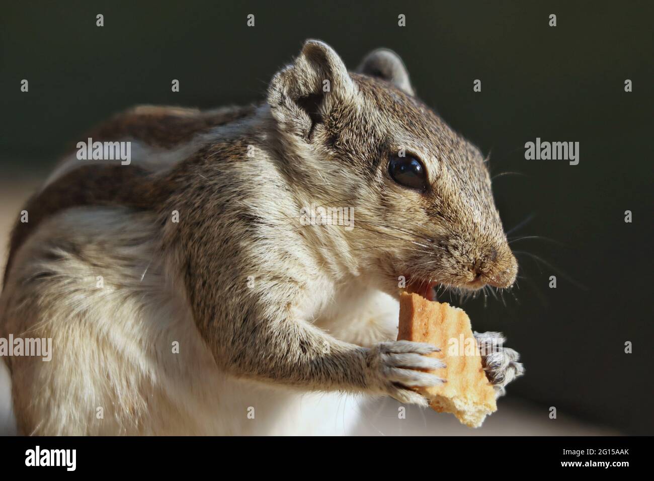 Portrait of an adorable gray chipmunk eating a cookie standing on hind ...