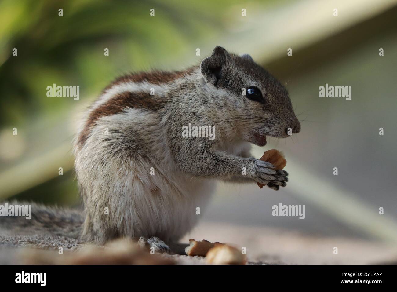 Selective focus shot of an adorable gray squirrel eating a cookie ...