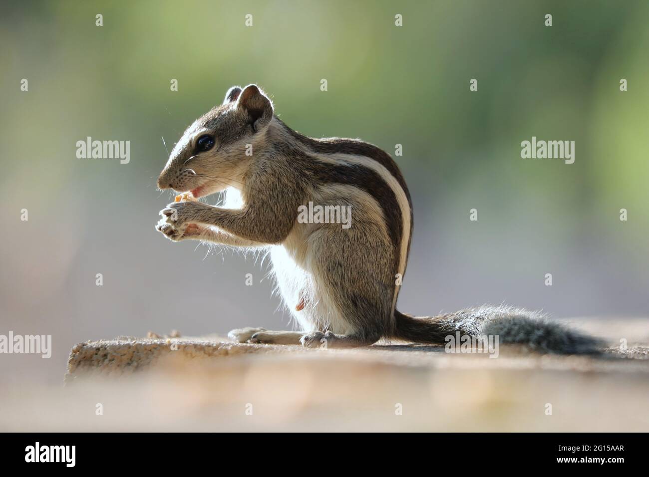 Portrait of an adorable gray chipmunk eating a cookie standing on hind ...