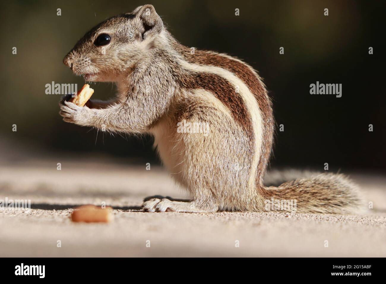 Portrait of an adorable gray chipmunk eating a cookie standing on hind ...