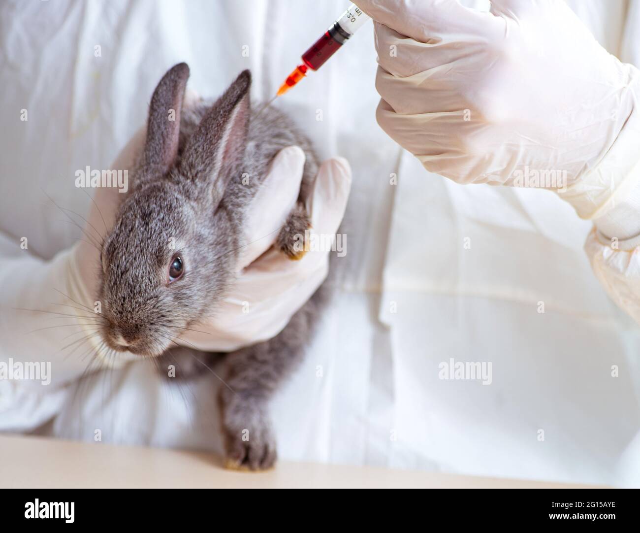 The vet doctor checking up rabbit in his clinic Stock Photo - Alamy