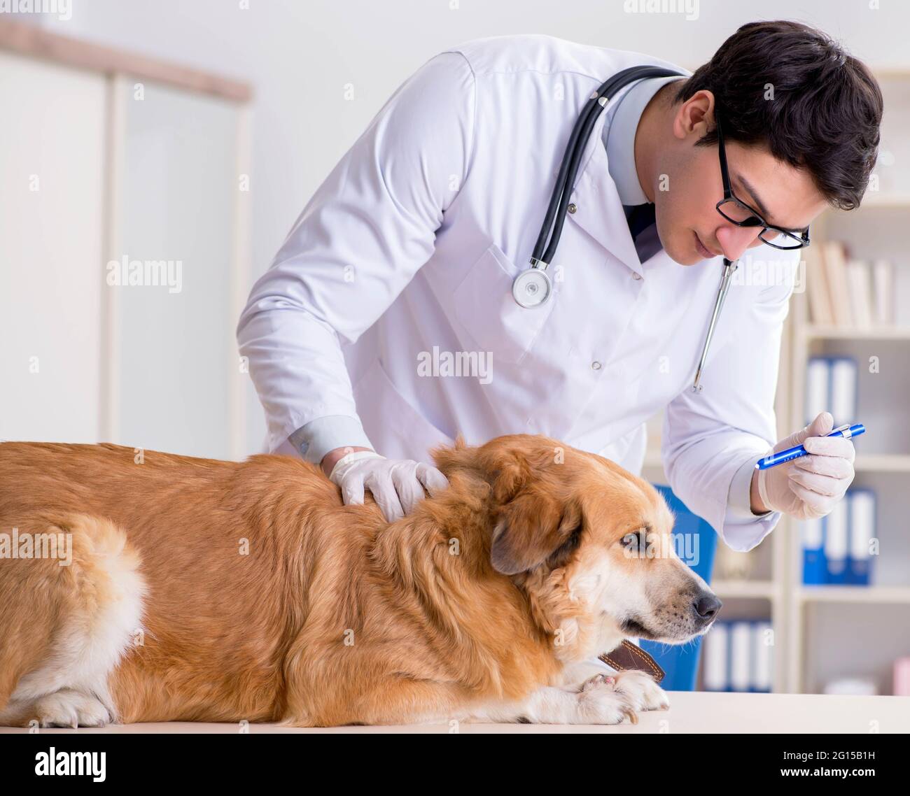 The doctor examining golden retriever dog in vet clinic Stock Photo - Alamy