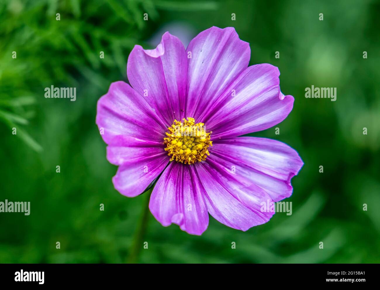 Purple Cosmos flower shining bright in the garden Stock Photo - Alamy